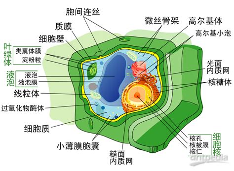 植物细胞的结构特点