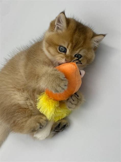 British Shorthair Singapore Kittens For Sale Cattery