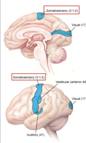 Cerebral Cortex Flashcards Quizlet