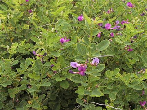 Lespedeza Bicolor Var Higoensis