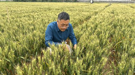 访谈丨如何科学防范小麦“干热风”？专家来支招→ 手机大河网