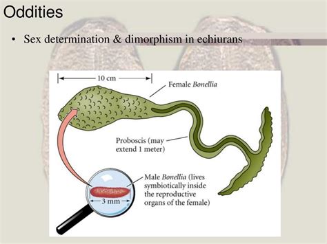 Ppt Phylum Annelida Powerpoint Presentation Free Download Id5489644