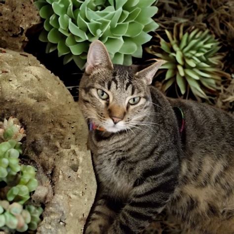 12 Interesting Facts About Black Tabby Cats Persian Cat Corner