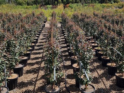 Eucalyptus Robusta Matong Wholesale Nursery Nurseries In Melbourne Sydney And Brisbane