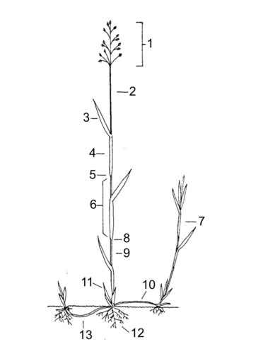 Plant Id Grass Identification Flashcards Quizlet