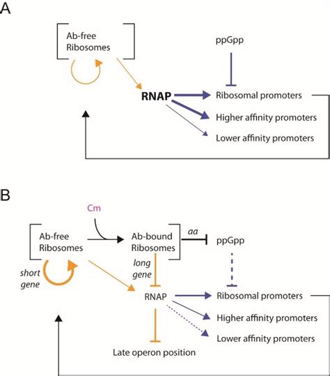 Summary Orange Arrows Show Translation Effects And Blue Arrows Show