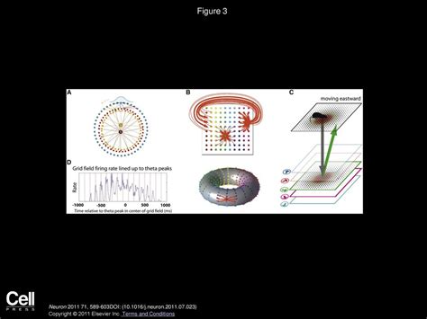 Computational Models Of Grid Cells Ppt Download