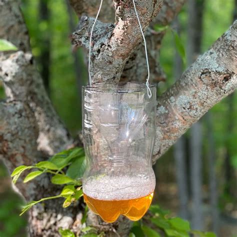 Easy Diy Wasp Trap Five Spot Green Living