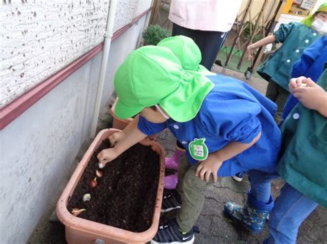 チューリップの球根を植えたよ 比角保育園