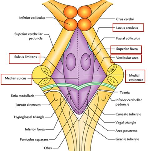 Rhomboid Fossa
