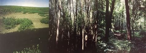 Wetland Types Flashcards Quizlet
