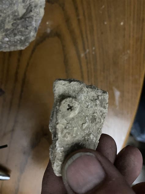 Any Info On These Fossils Would Be Great Crinoids Clam Shells Coral