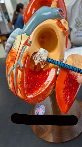 Bio 215 Lab Exam 1 Ch 17 Cardiovascular System Flashcards Quizlet