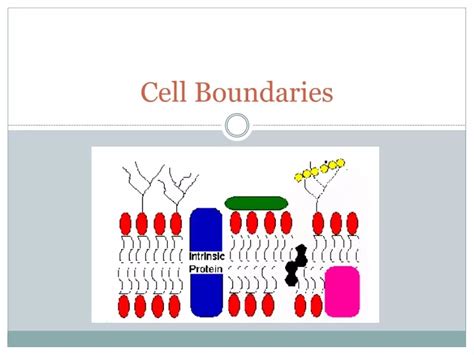 Ppt Cell Boundaries Powerpoint Presentation Free Download Id195480