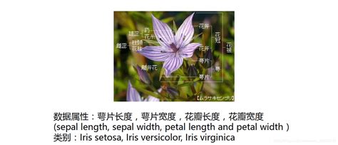 Knn实践—鸢尾花分类基于曼哈顿距离、欧氏距离对鸢尾花iris数据进行分类。其中训练集、测试集的比 Csdn博客