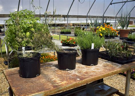 Gardeners Spur Mississippi Milkweed Research Project Mississippi