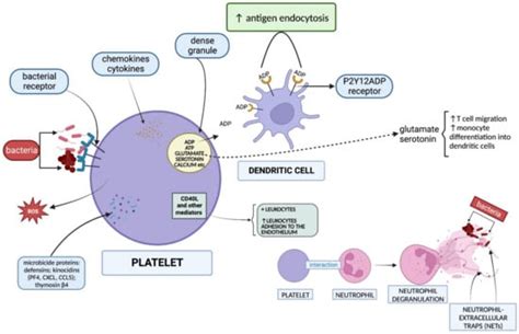 Platelet Rich Plasma Prp In Dermatology Cellular And Molecular