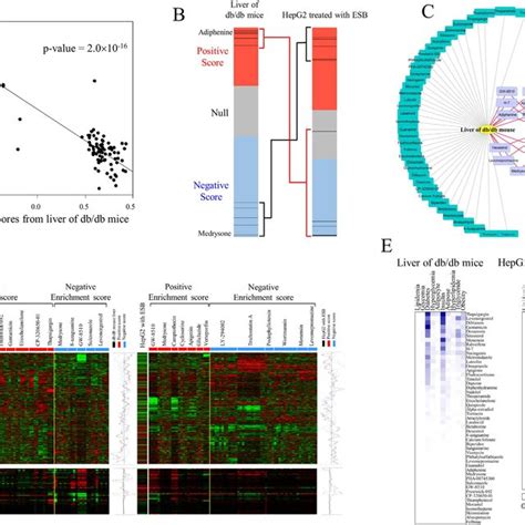 cmap analysis differentially expressed genes from db db mouse liver
