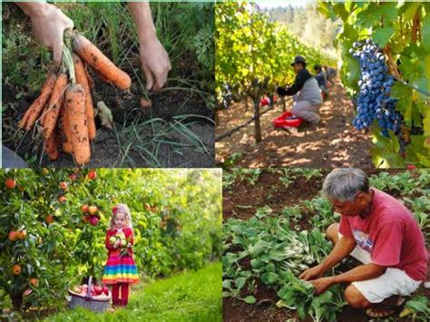 Q2 Epp Kahalagahan Sa Pag Aani Ng Halaman Pptx