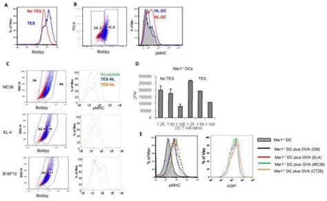Mhc Class I H 2kb Antibody Biotin 13 5958 82