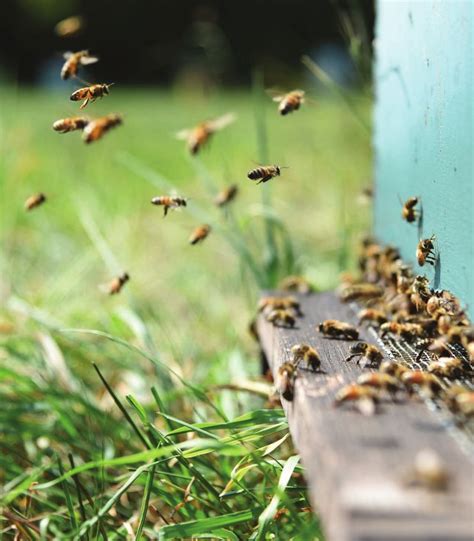 Protecting Honey Bees From Area Wide Insecticide Applications Ppp 139 Pol 11