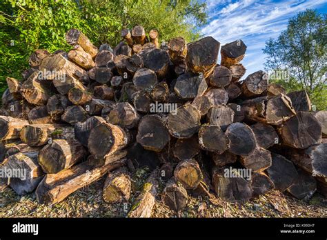 Stack Of Tree Trunks Stock Photo Alamy