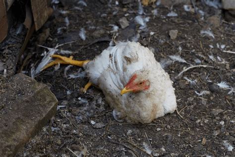 1233 Chicken Parasite Royalty Free Photos And Stock Images Shutterstock