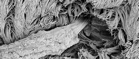 Cell And Developmental Biology Required Courses And Electives Department Of Anatomy And Cell