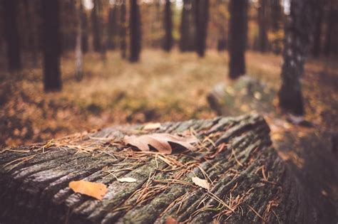 Premium Photo Surface Level Of Fallen Leaves On Tree Trunk On Field