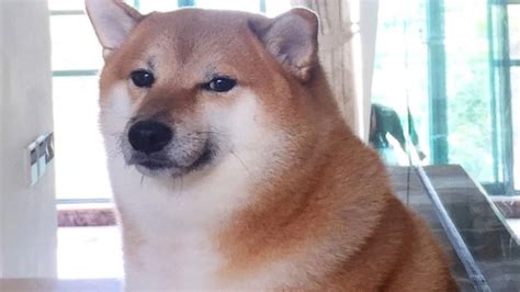 Muere Cheems Famoso Perrito De Los Memes En Internet