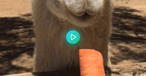 That Lip Action Tho  On Imgur