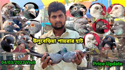 Uluberia Pet Market Recent Exotic Pigeon S Price Update At Uluberia