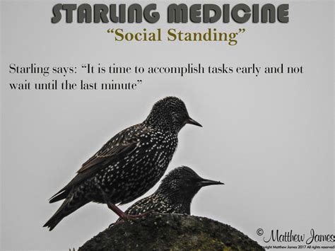 A Light In The Darkness Starling Totem Bird For The Day