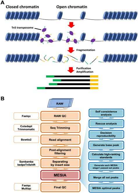 Assay For Transposase Accessible Chromatin Using Atac Seq Workflow A Download Scientific