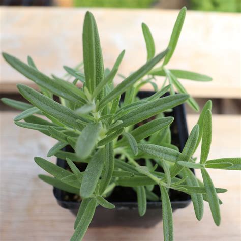 Rosemary Seedling Rosmarinus Officinalis Rosemary Plant Culinary