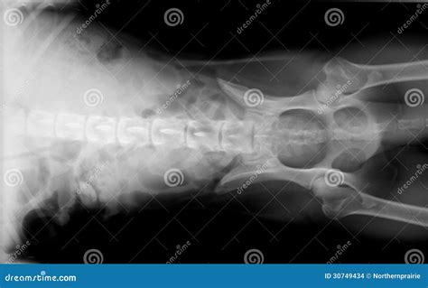 Xray Of Dog Pelvis And Abdomen Stock Images Image 30749434