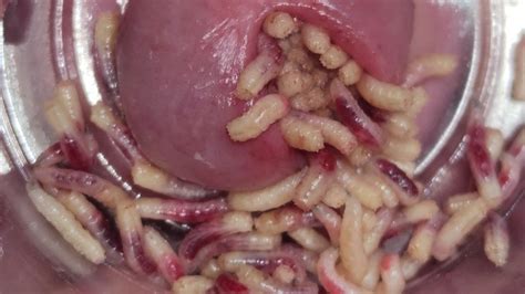 Maggots In Small Dick Close Up Insects Bugs Worms Maggot Snail Sex MOTHERLESS COM
