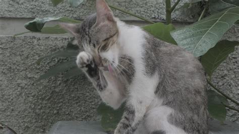 Cat Licking Its Fur 69303980 Stock Video At Vecteezy