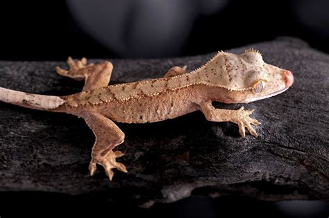 66 Het Axanthic Crested Gecko Fringemorphs