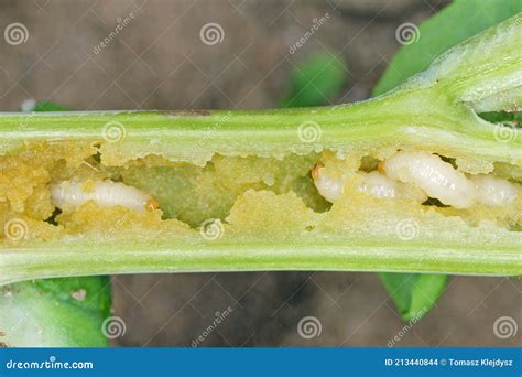 Larvae Of Ceutorhynchus Pallidactylus Formerly Quadridens Cabbage Stem