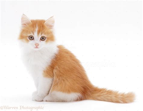 Ginger And White Kitten Photo Wp19782