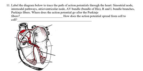 Internodal Pathways