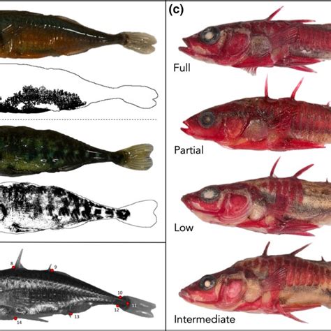 Color And Morphological Traits Measured A Top A Red Male
