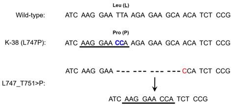 Hypothesis For A False Positive Result By The Cobas Egfr Mutation Test Download Scientific