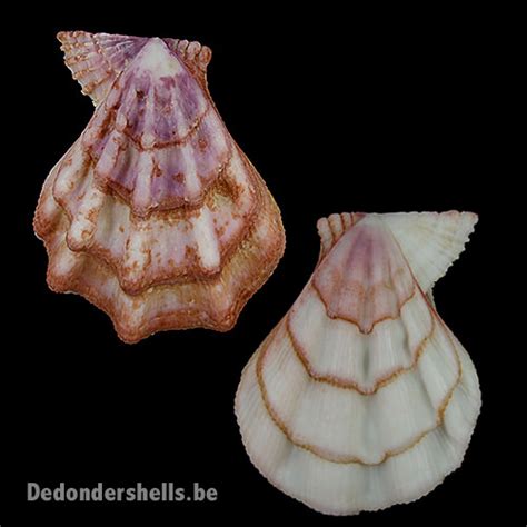 Swiftopecten Swifti 48 De Donder Shells