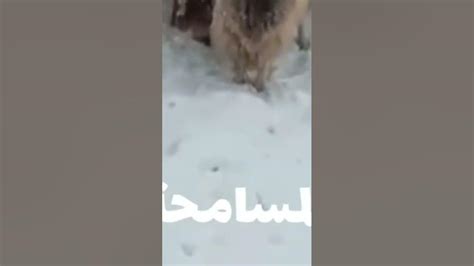 اللهم لطفك يارب اللهم كن لهم عونا يارب اللهم إلطف بهم فيما جرت به