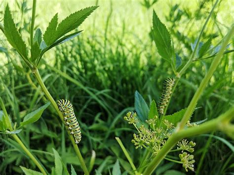 Swallowtail Host Plants What To Feed 6 Popular Swallowtail