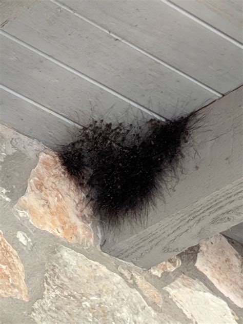 Fuzzy Clump Of Daddy Long Legs Scrolller