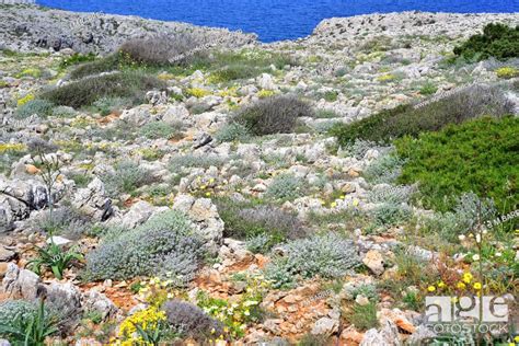 Tomillo Blanco Or Tomillo Macho Teucrium Capitatum Is A Perennial