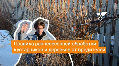 Правила ранневесенней обработки кустарников и деревьев от вредителей ...